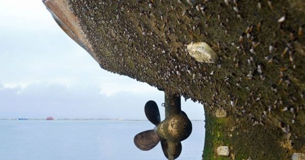 Understanding Hull Fouling: Causes, Effects, and Prevention ...